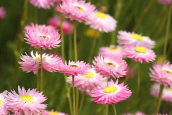 Flower language and legend of the straw Chrysanthemum - The Plant Aide