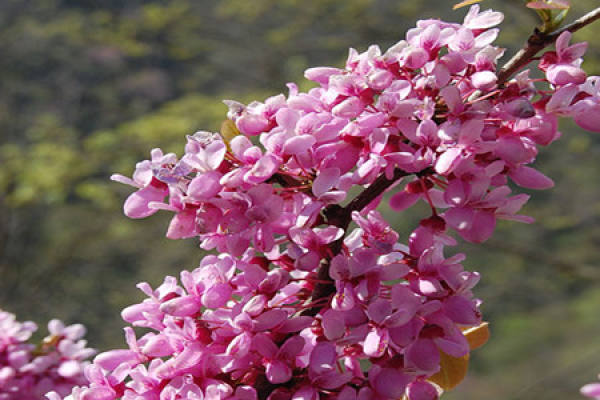 The method of making Bauhinia bonsai - The Plant Aide