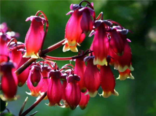 What's the meaning of palace lamp longevity flower - The Plant Aide