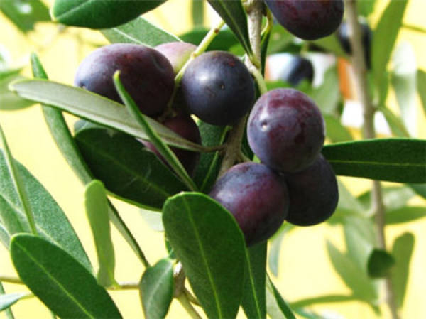 Effect and function of olive flower - The Plant Aide