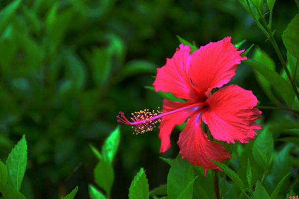 How to graft Fusang - The Plant Aide