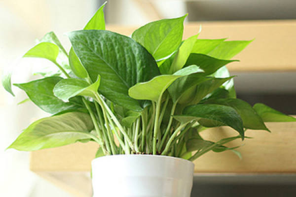 How to make the pothos evergreen - The Plant Aide