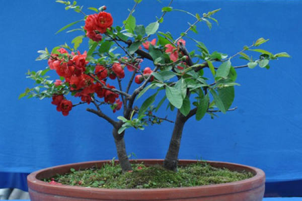 How to make and maintain the bonsai of Haitang in Xifu - The Plant Aide