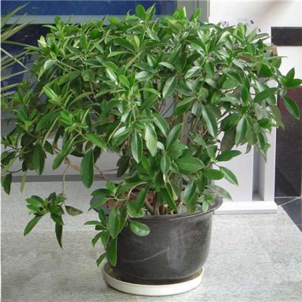 What are the causes of the decay and withering of African Jasmine ...