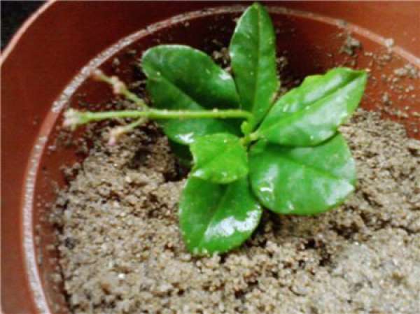 What are the causes of the decay and withering of African Jasmine ...