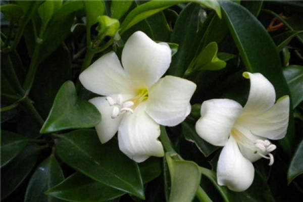 What are the causes of the decay and withering of African Jasmine ...