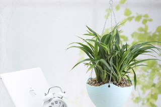 What are the varieties of Chlorophytum - The Plant Aide