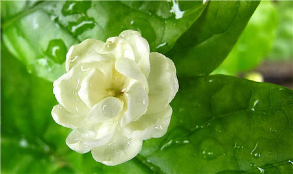 Common diseases and insect pests of jasmine and their control methods ...