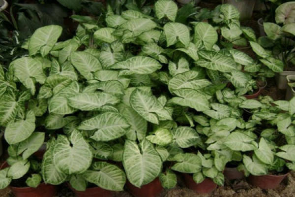 Propagation and cultivation of taro - The Plant Aide