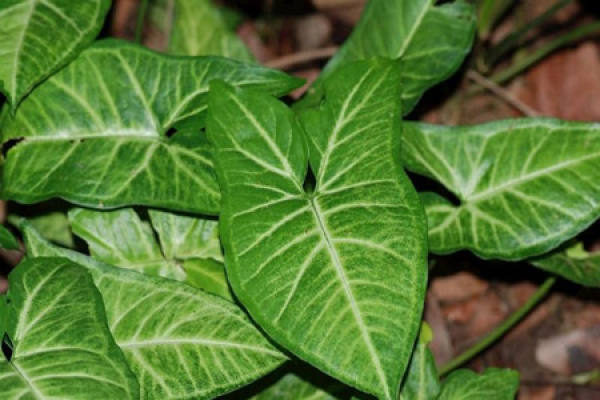 Propagation and cultivation of taro - The Plant Aide