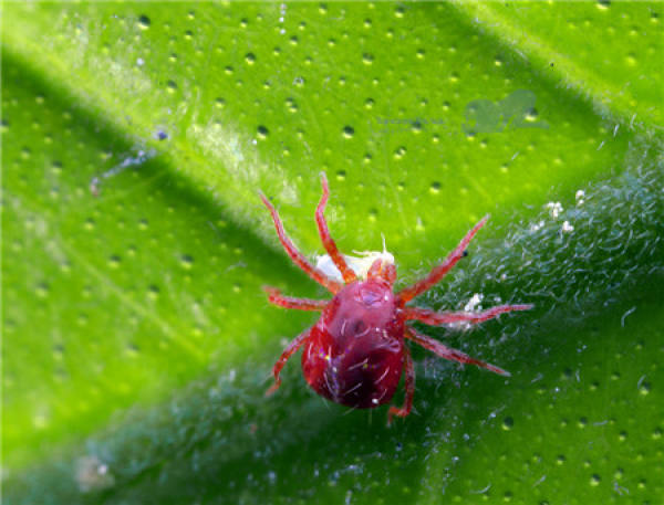 Common diseases and insect pests of jasmine and their control methods ...