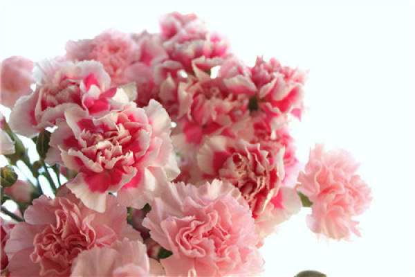 Meet carnation tea together - The Plant Aide