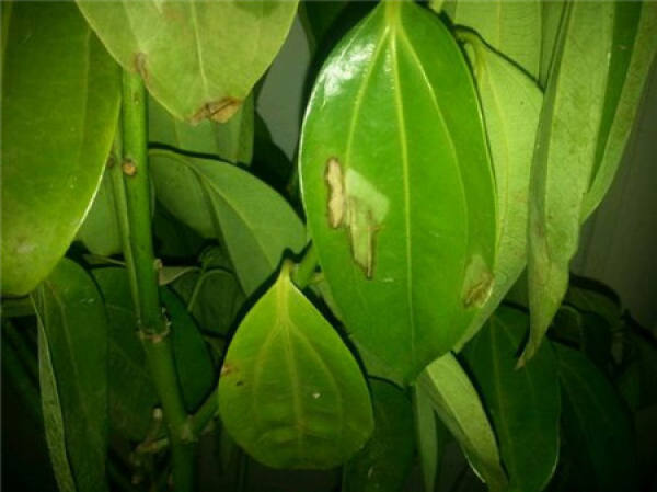 What's the matter with the dried leaves of Ping'an tree - The Plant Aide