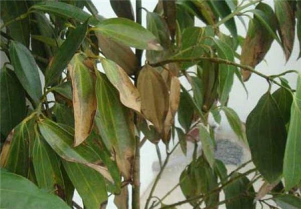 What's the matter with the dried leaves of Ping'an tree - The Plant Aide