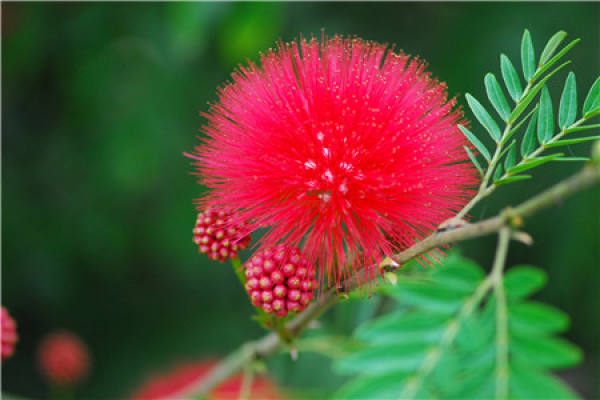 Flower language and symbolic significance of Lantana - The Plant Aide