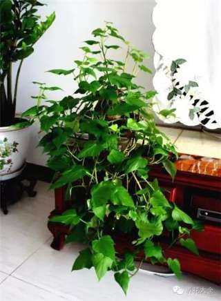 People all over the country are planting sweet potato bonsai, which is ...