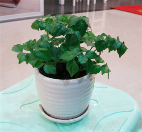 Propagation method of emerald tree - The Plant Aide