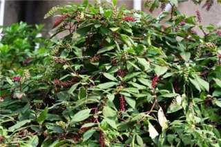 Collection of common wild plants - The Plant Aide
