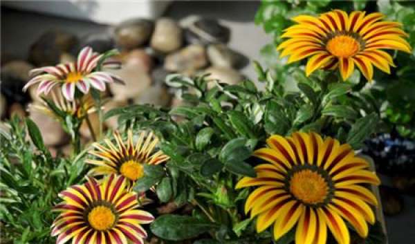 The breeding method of medal flower - The Plant Aide