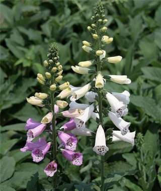 Effect and function of digitalis - The Plant Aide