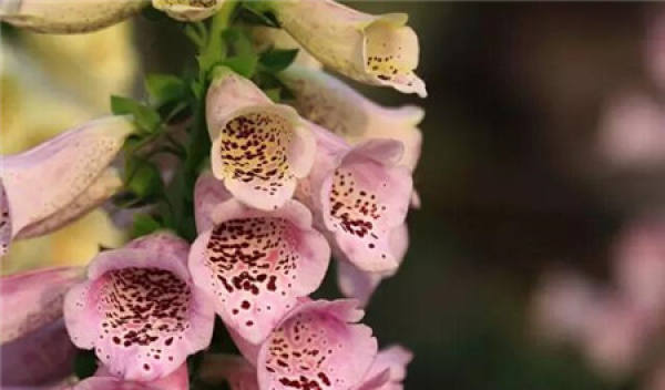 Diseases and insect pests of digitalis and their control - The Plant Aide