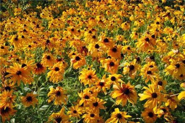 Propagation methods of Coreopsis - The Plant Aide