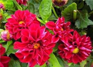 Diseases and insect pests of lilies and their control - The Plant Aide