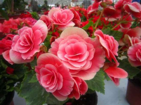 Flower language and legend of Begonia - The Plant Aide