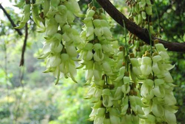 Effect and function of sparrow flower - The Plant Aide