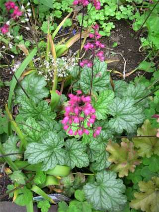 Common problems and solutions of alum root - The Plant Aide