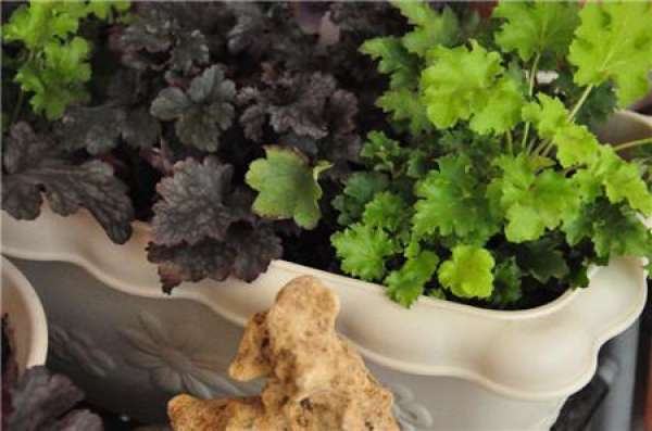 Common problems and solutions of alum root - The Plant Aide