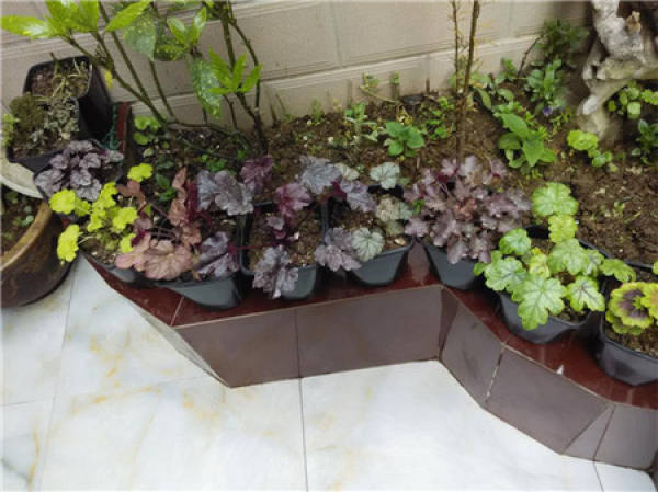 Common problems and solutions of alum root - The Plant Aide