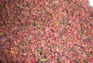 How to Plant Taxus seed - The Plant Aide