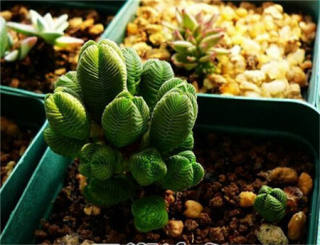 Cultivation method of Damo green tower - The Plant Aide