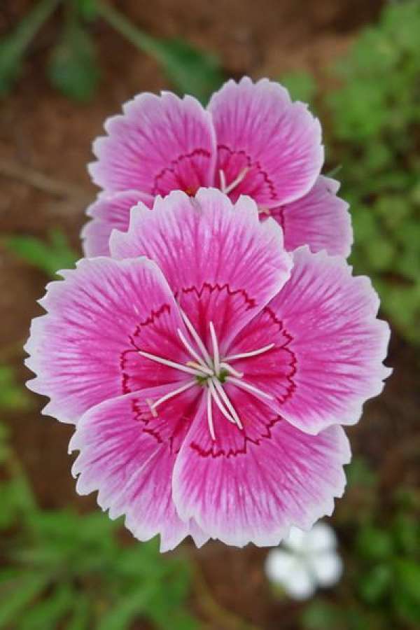 How to distinguish American carnation from Chinese carnation - The ...