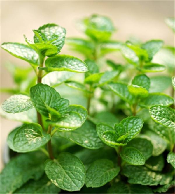 Division and sowing of peppermint - The Plant Aide
