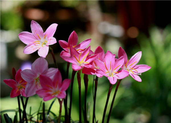 Is leek lotus poisonous - The Plant Aide