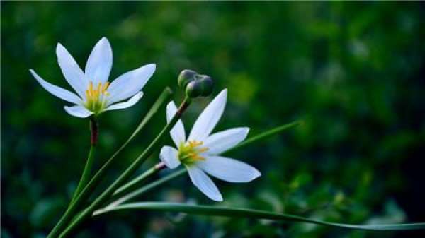 Is leek lotus poisonous - The Plant Aide
