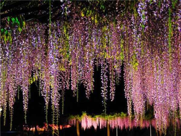 Flower language and legend of Wisteria - The Plant Aide