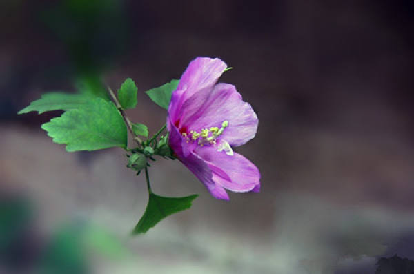 The national flower of Hibiscus' status - The Plant Aide
