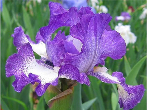 How does iris breed - The Plant Aide