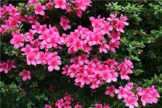 Flower language and legend of Rhododendron - The Plant Aide