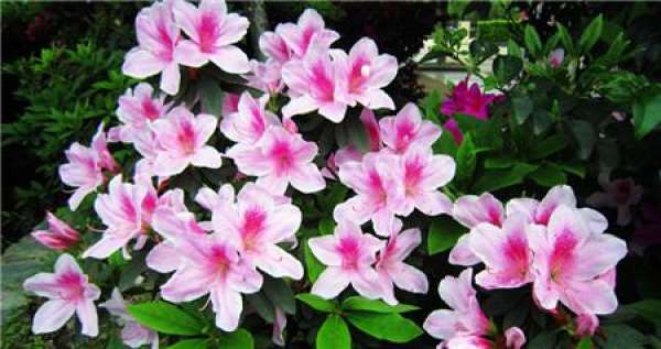 Flower language and legend of Rhododendron - The Plant Aide