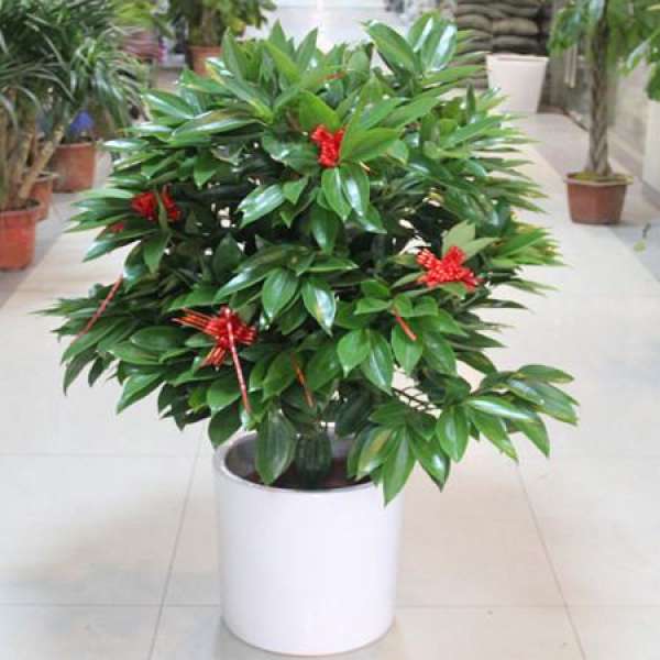 How to fertilize Ping An tree - The Plant Aide