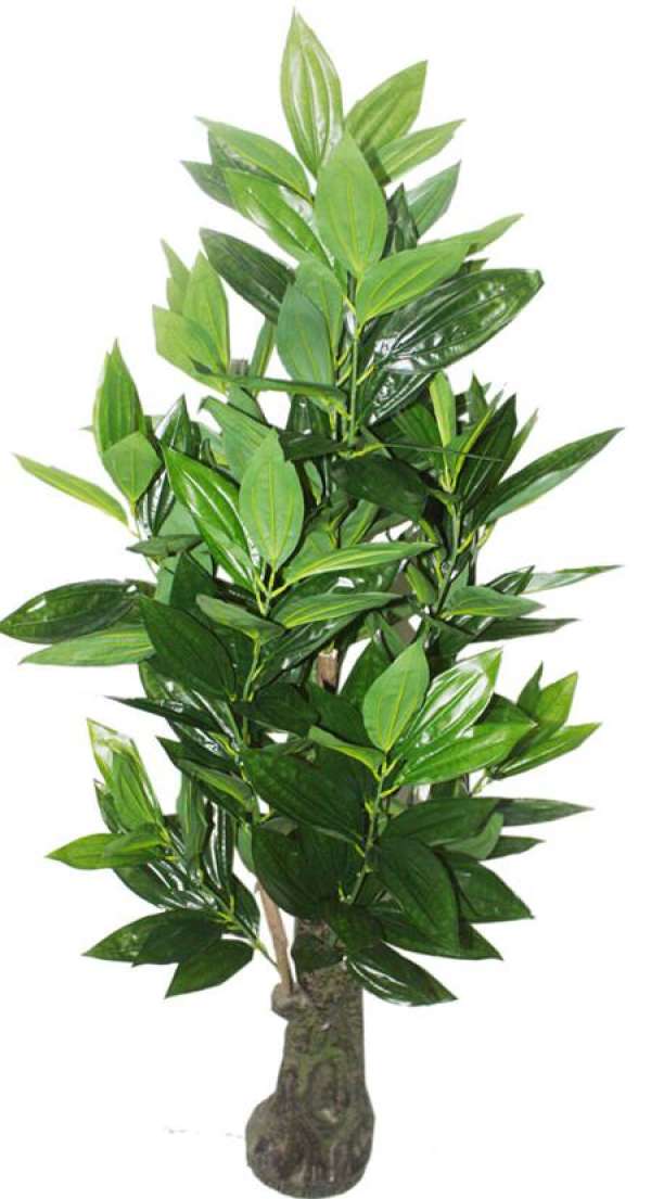 How to fertilize Ping An tree - The Plant Aide