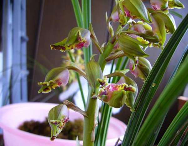 Flower language and symbolic meaning of Cymbidium - The Plant Aide