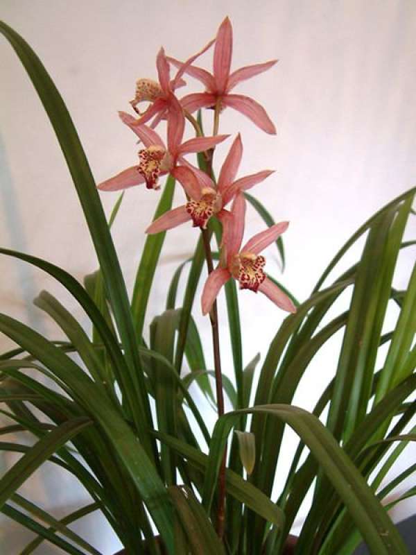 Flower language and symbolic meaning of Cymbidium - The Plant Aide