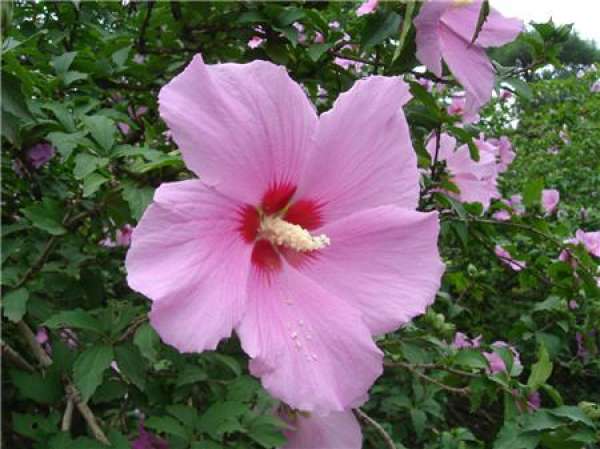 The flower language and legend of Hibiscus - The Plant Aide