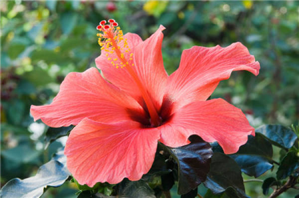 The flower language and legend of Hibiscus - The Plant Aide