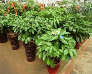 How to trim Ping An tree - The Plant Aide